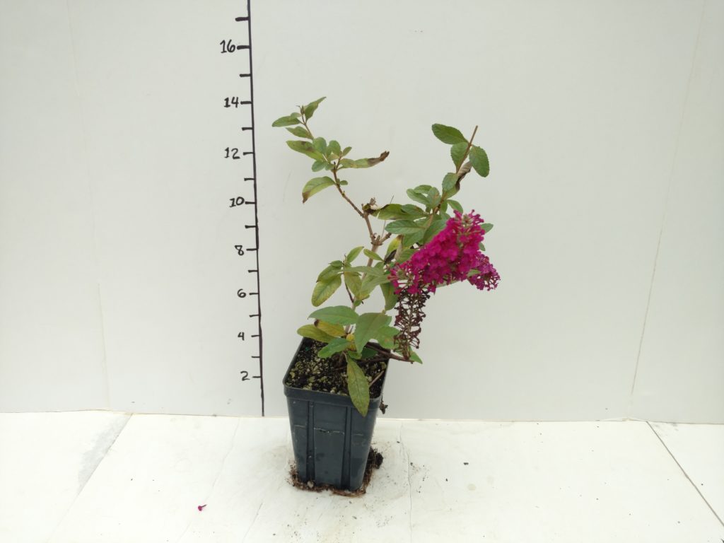 buddleia-cranrazz-3-5in-pot - Richey Nursey Company LLC