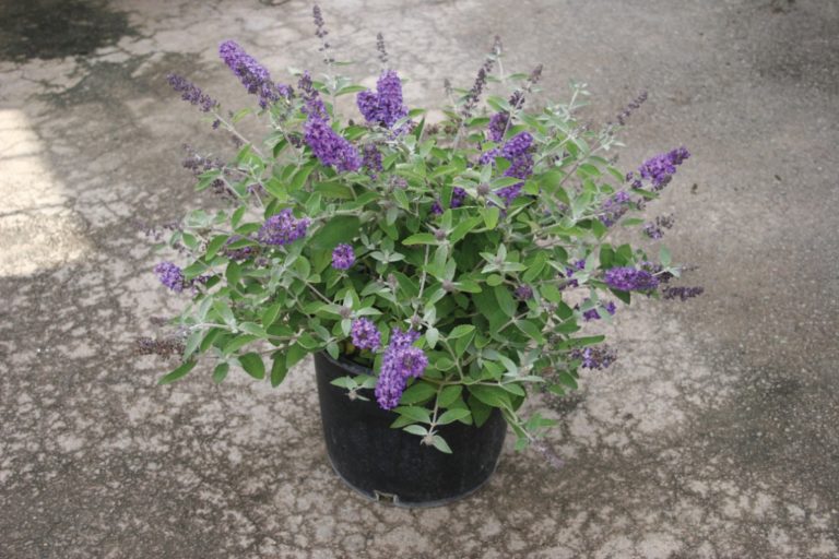 buddleia-flutterby-petite-blue-heaven-1 - Richey Nursey Company LLC
