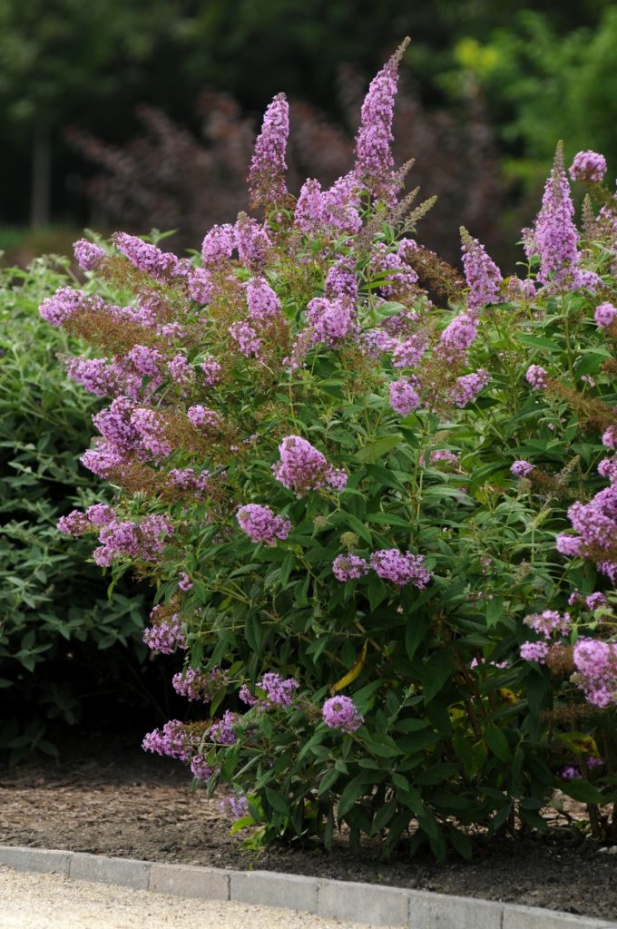buddleia-flutterby-pink-1 - Richey Nursey Company LLC