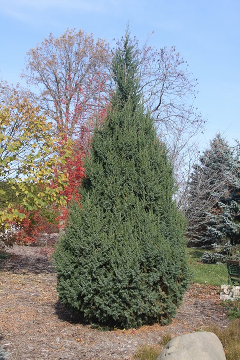 Juniperus Star Power 1 Richey Nursey Company Llc