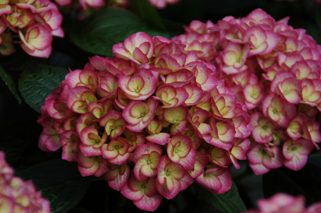 hydrangea-firefly-1 - Richey Nursey Company LLC