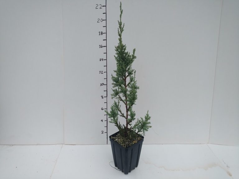 - Richey Nursey Company LLC