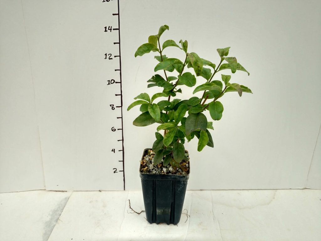 ligustrum-cheyenne-3-5in-pot - Richey Nursey Company LLC