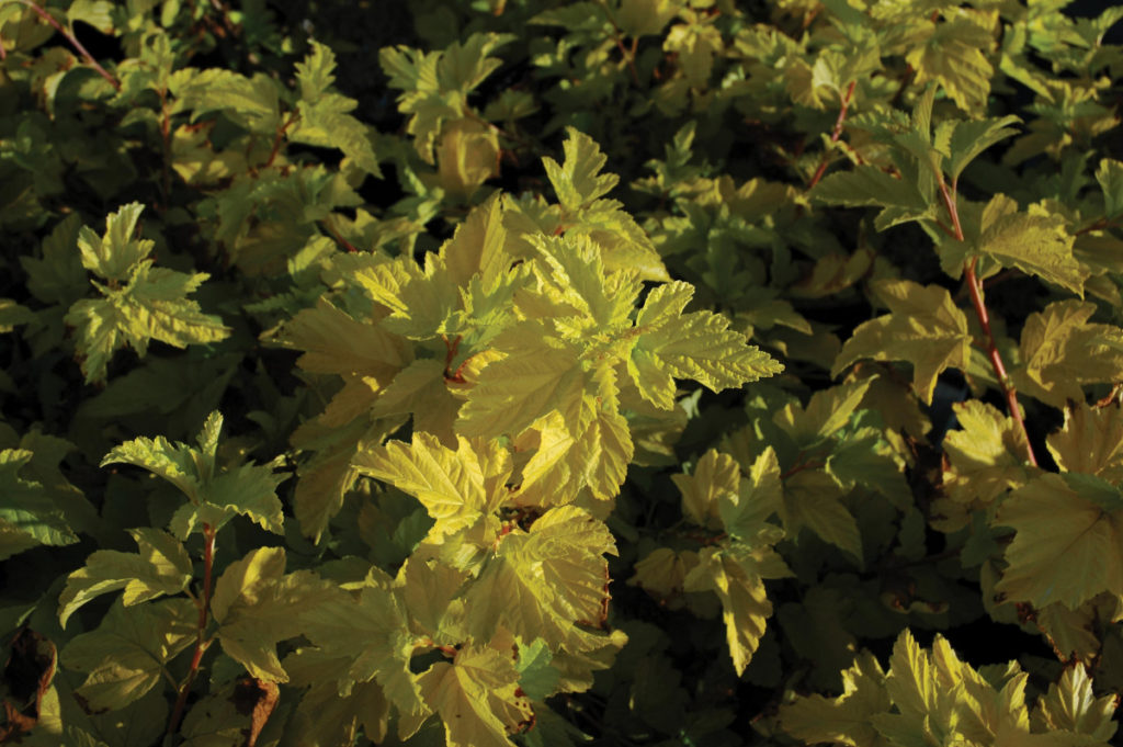 physocarpus-lemon-candy-2 - Richey Nursey Company LLC