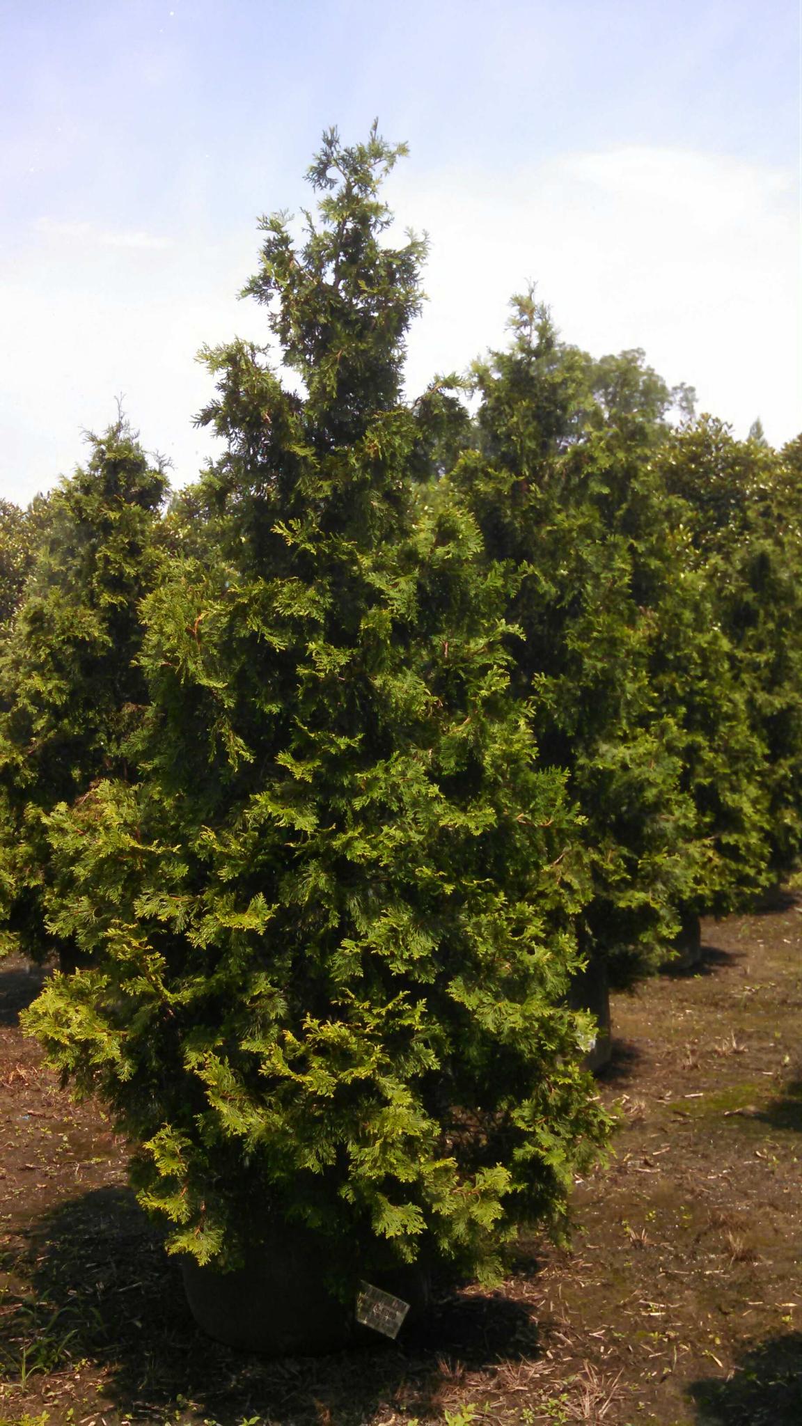 - Richey Nursey Company LLC