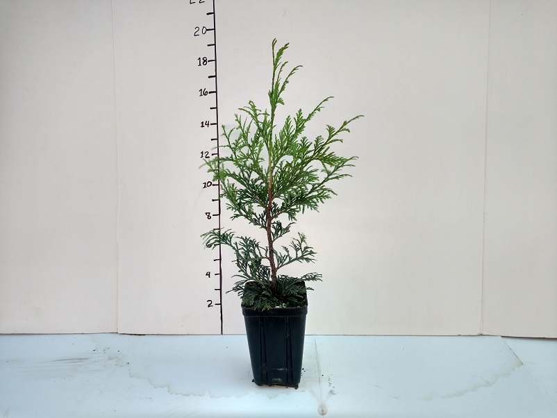 - Richey Nursey Company LLC