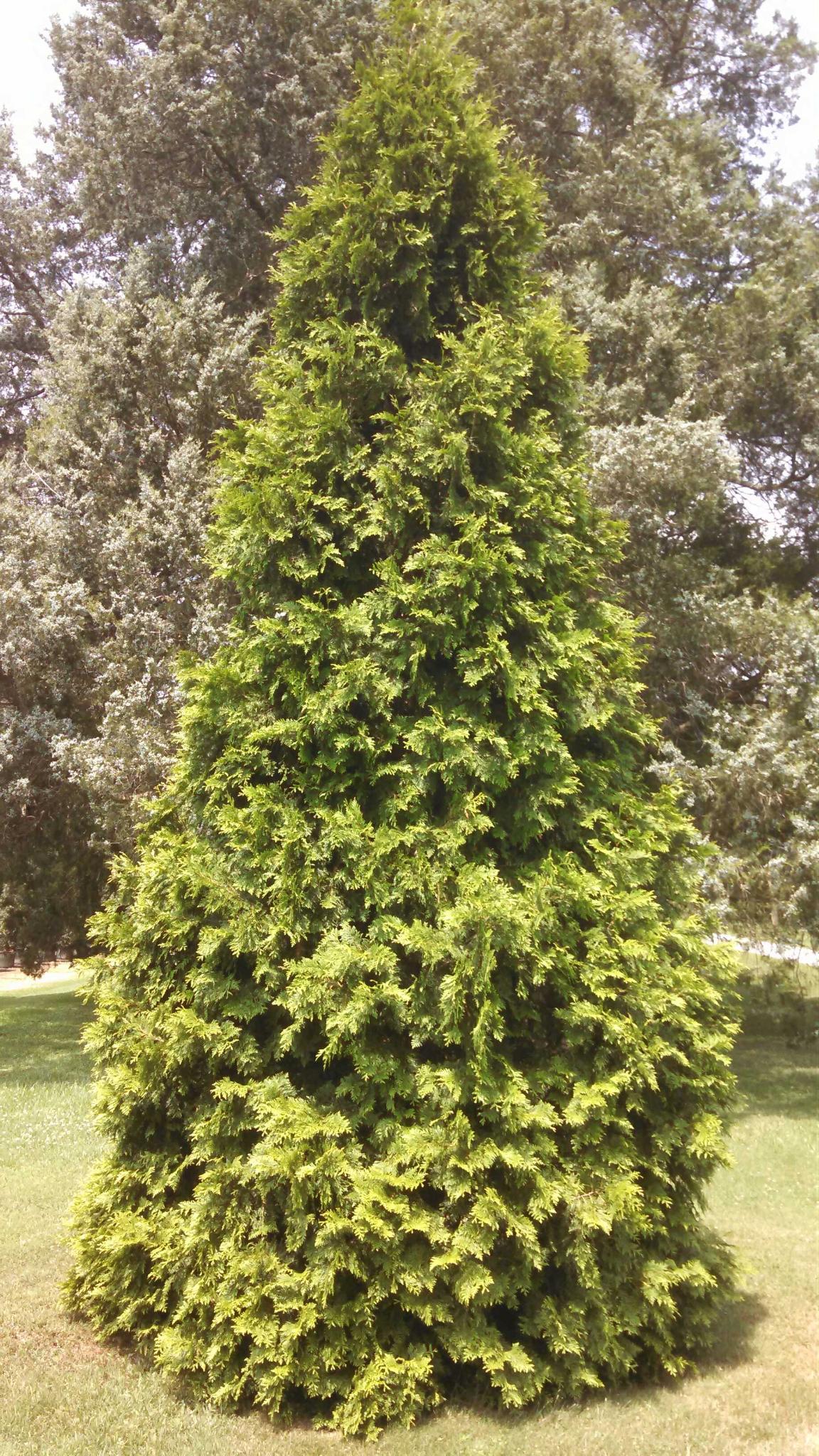 - Richey Nursey Company LLC